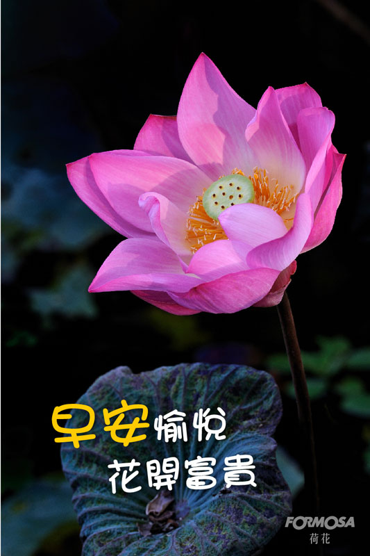 長輩圖！LINE長輩圖免費下載-FORMOSA！貼圖酷